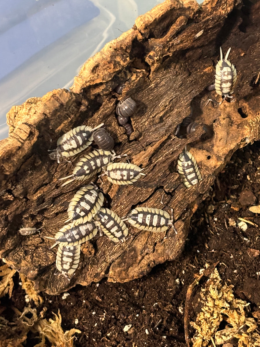 Isopods and Springtails – Meco Reptiles and Enclosures