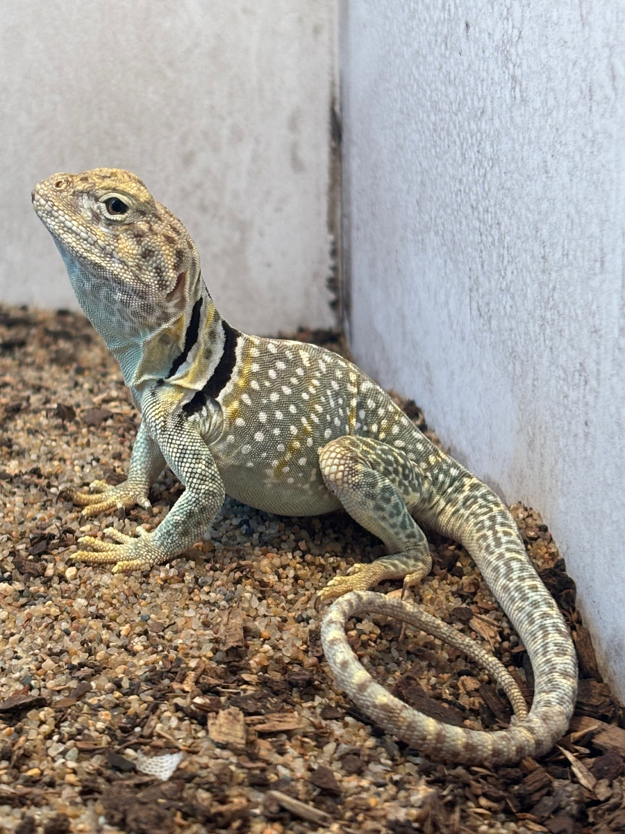 Eastern Collared Lizard – Meco Reptiles and Enclosures